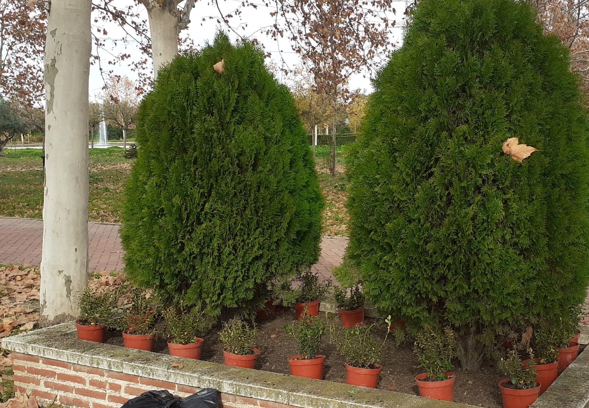 Plantación de arbustos y renovación de riego en San Fernando